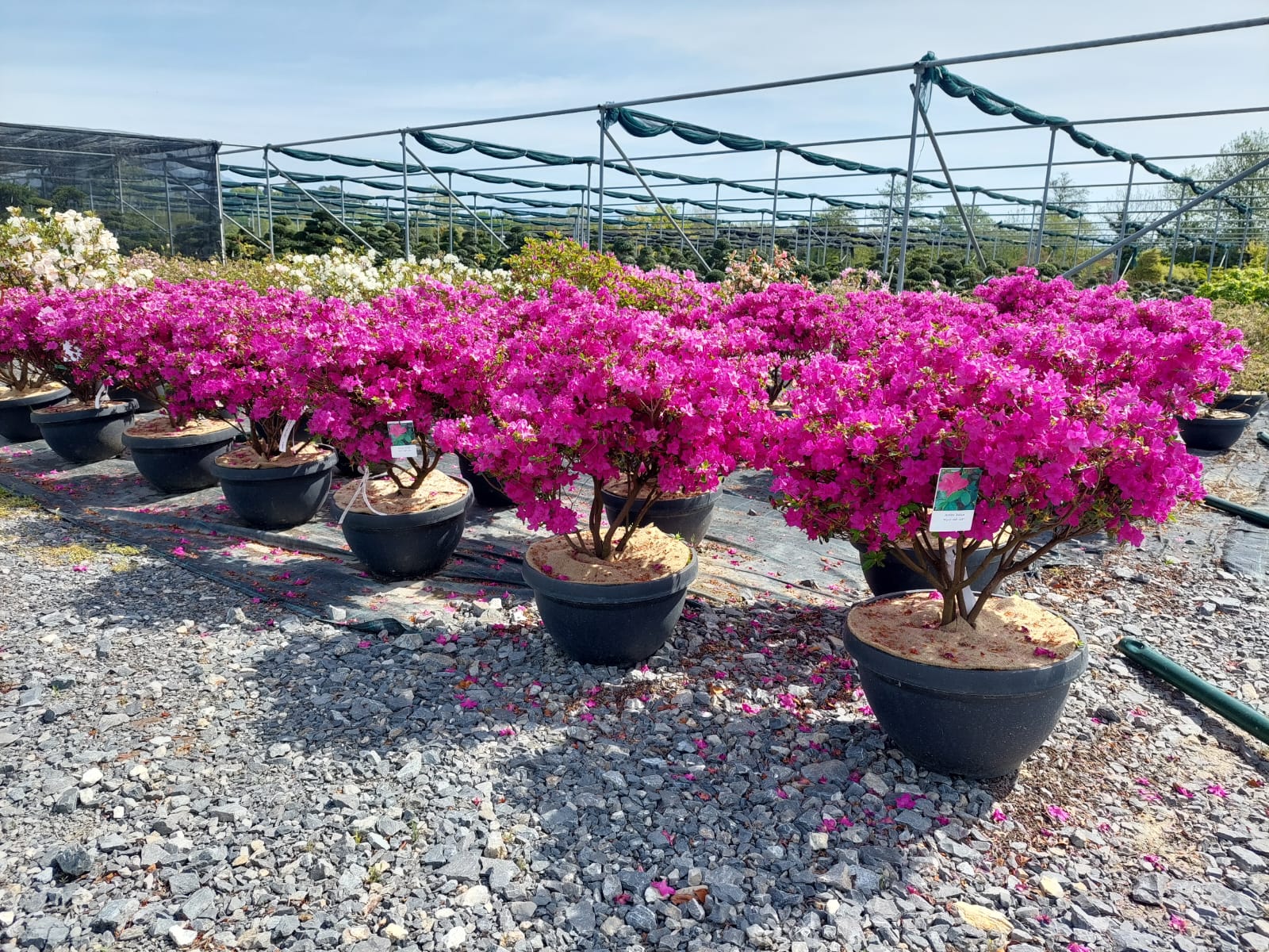 Other varieties - Nippon Tree