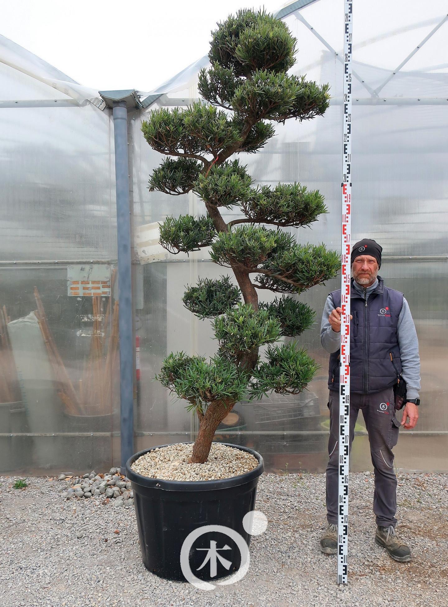 Podocarpus macrophyllus - Nippon Tree