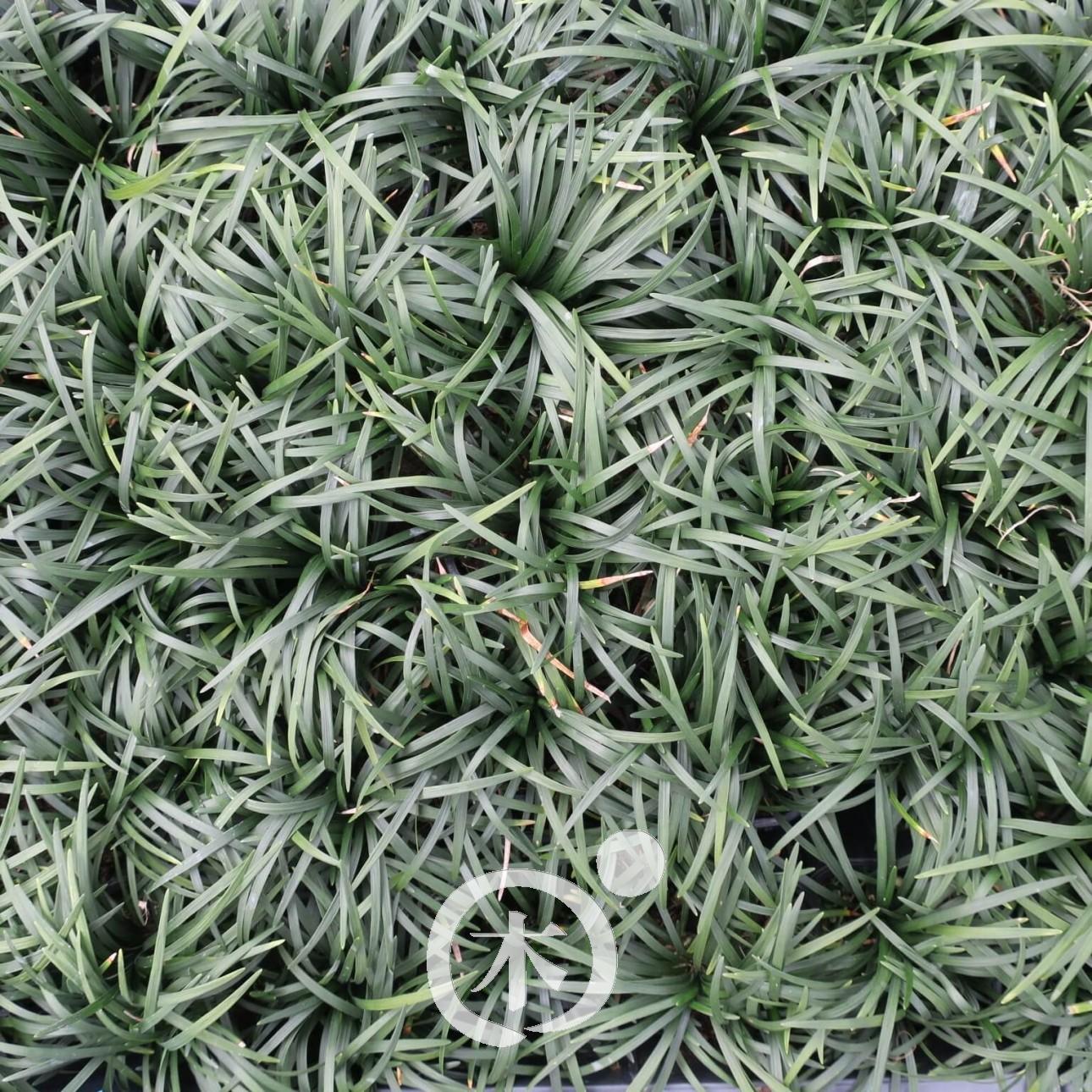 Other varieties - Nippon Tree