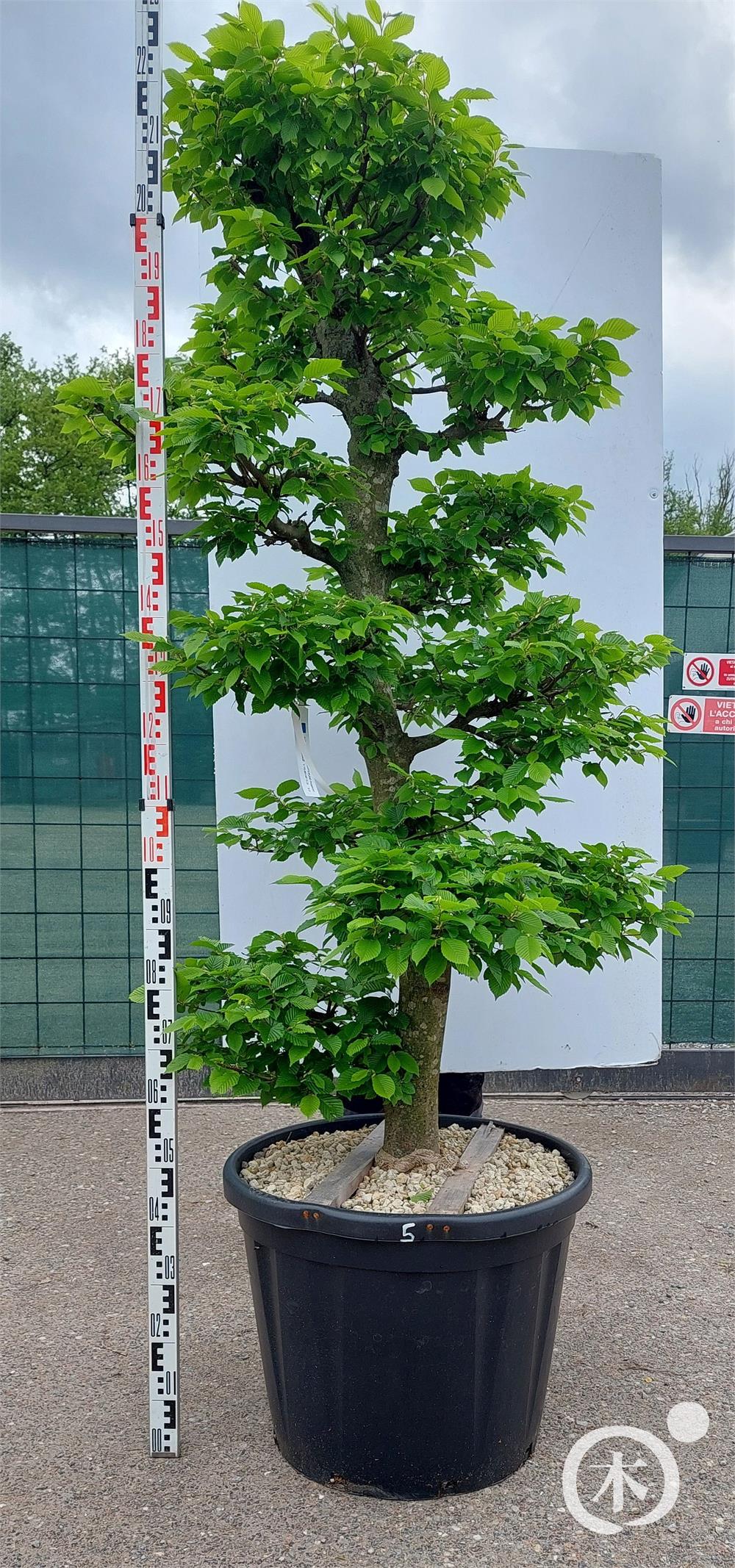 Other varieties - Nippon Tree