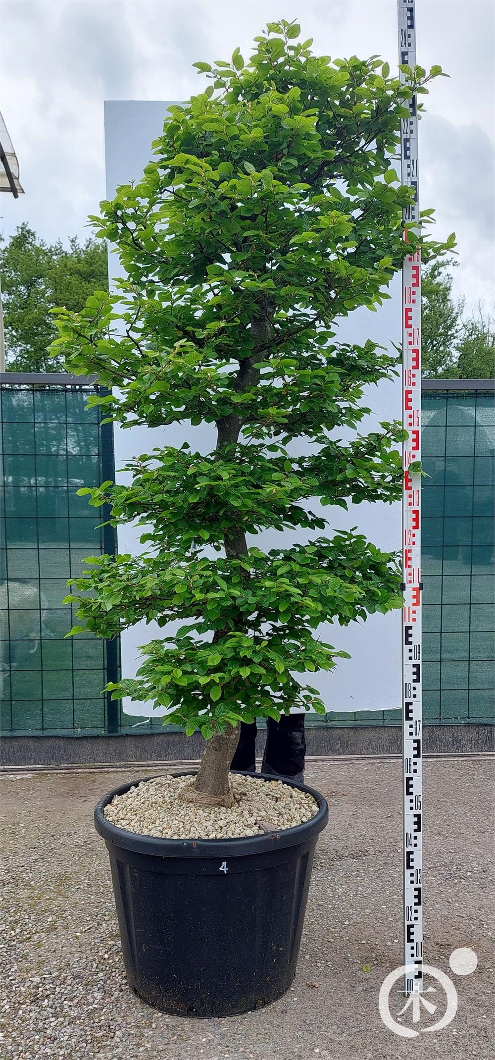 Other varieties - Nippon Tree