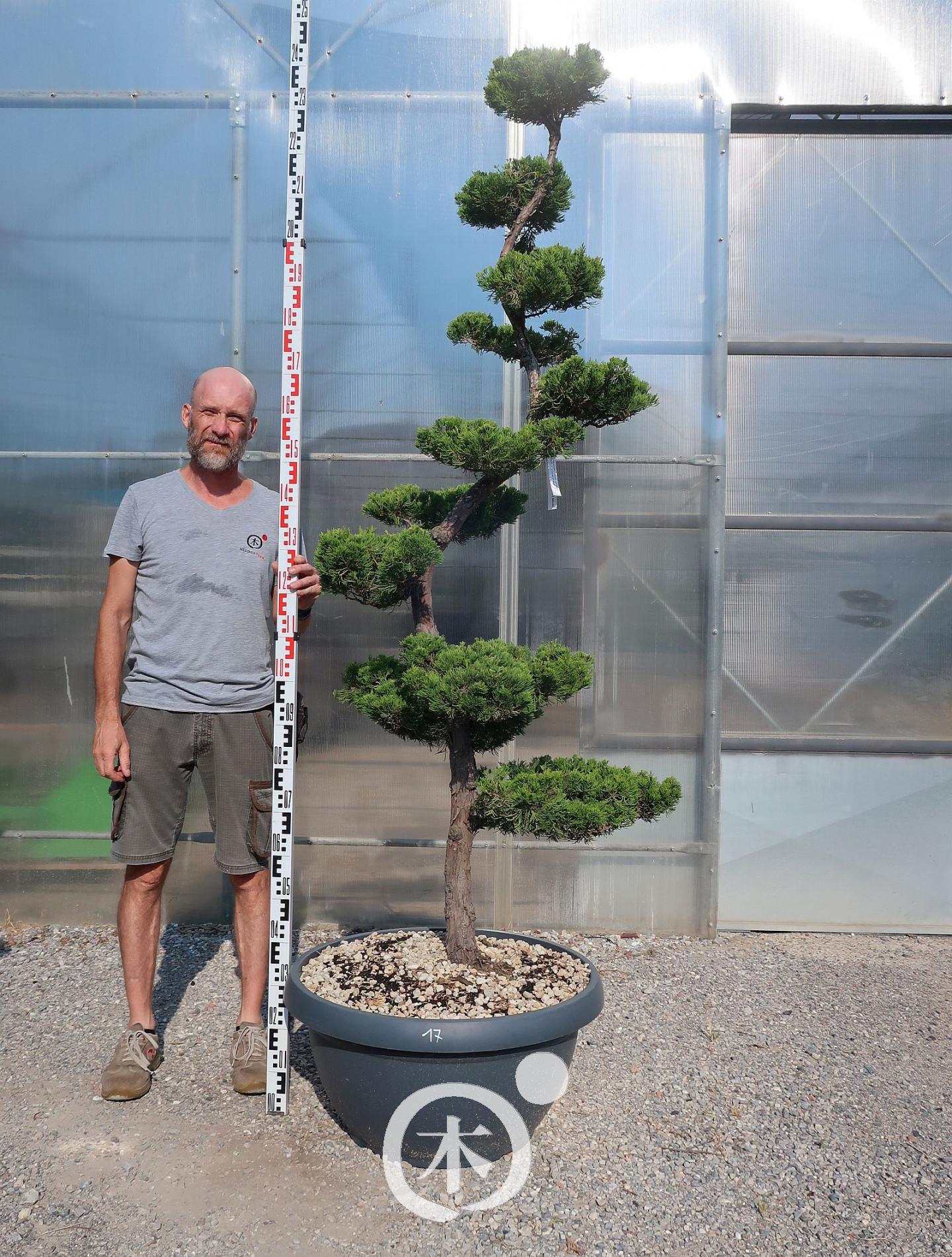 Juniperus chinensis - Nippon Tree