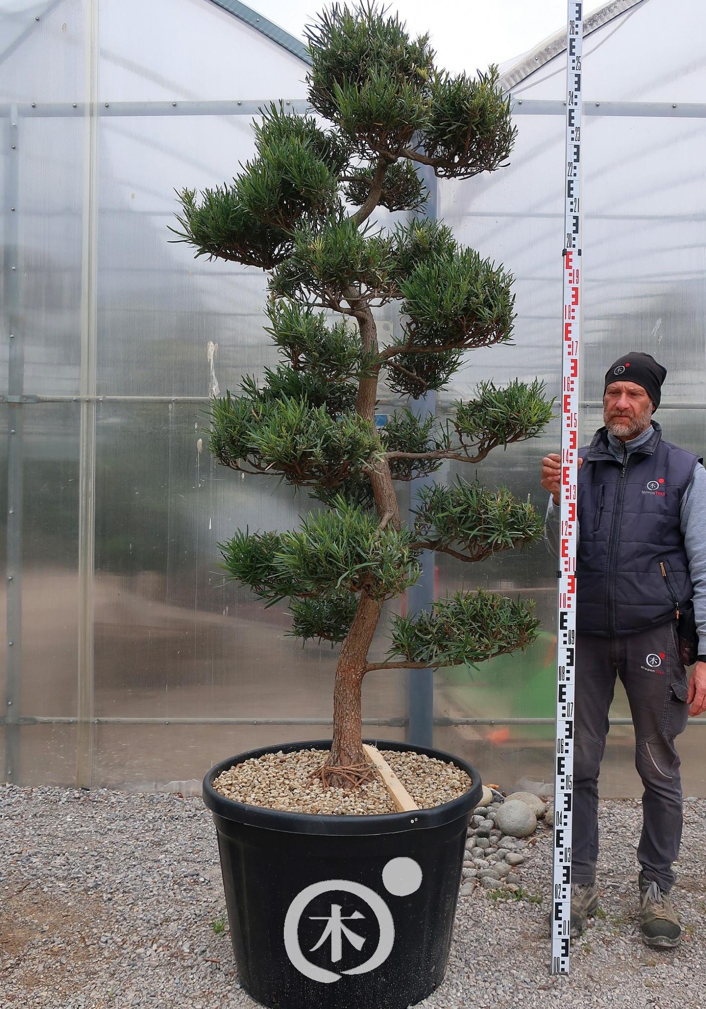 Podocarpus macrophyllus - Nippon Tree