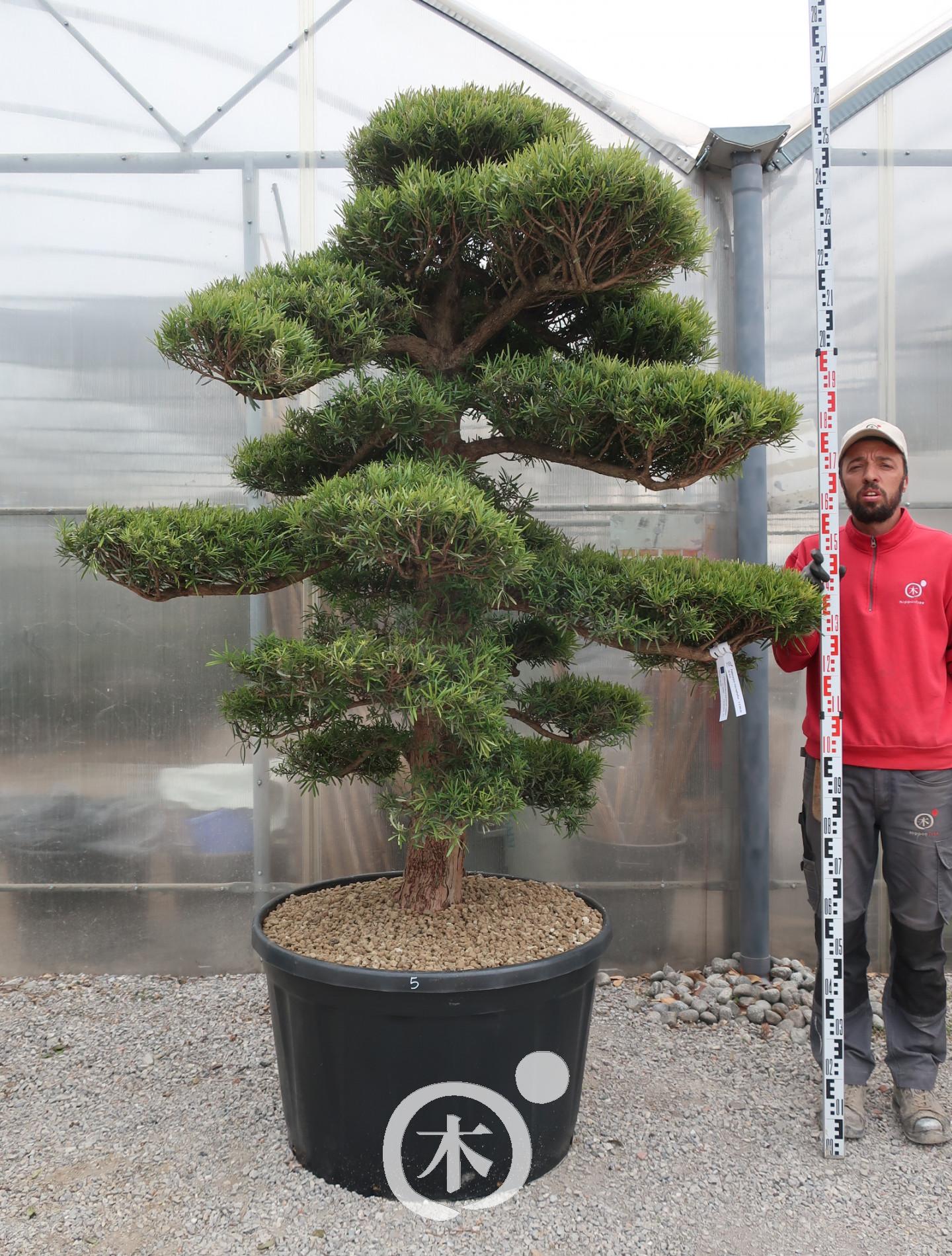 Podocarpus macrophyllus - Nippon Tree