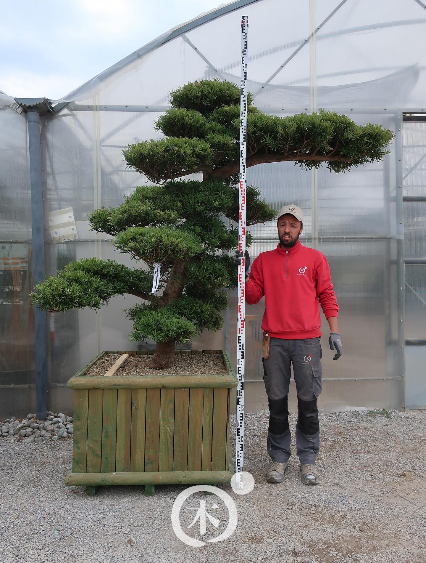 Podocarpus macrophyllus - Nippon Tree