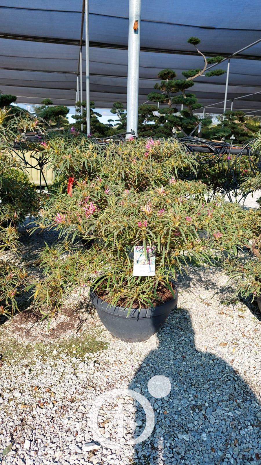 Other varieties - Nippon Tree