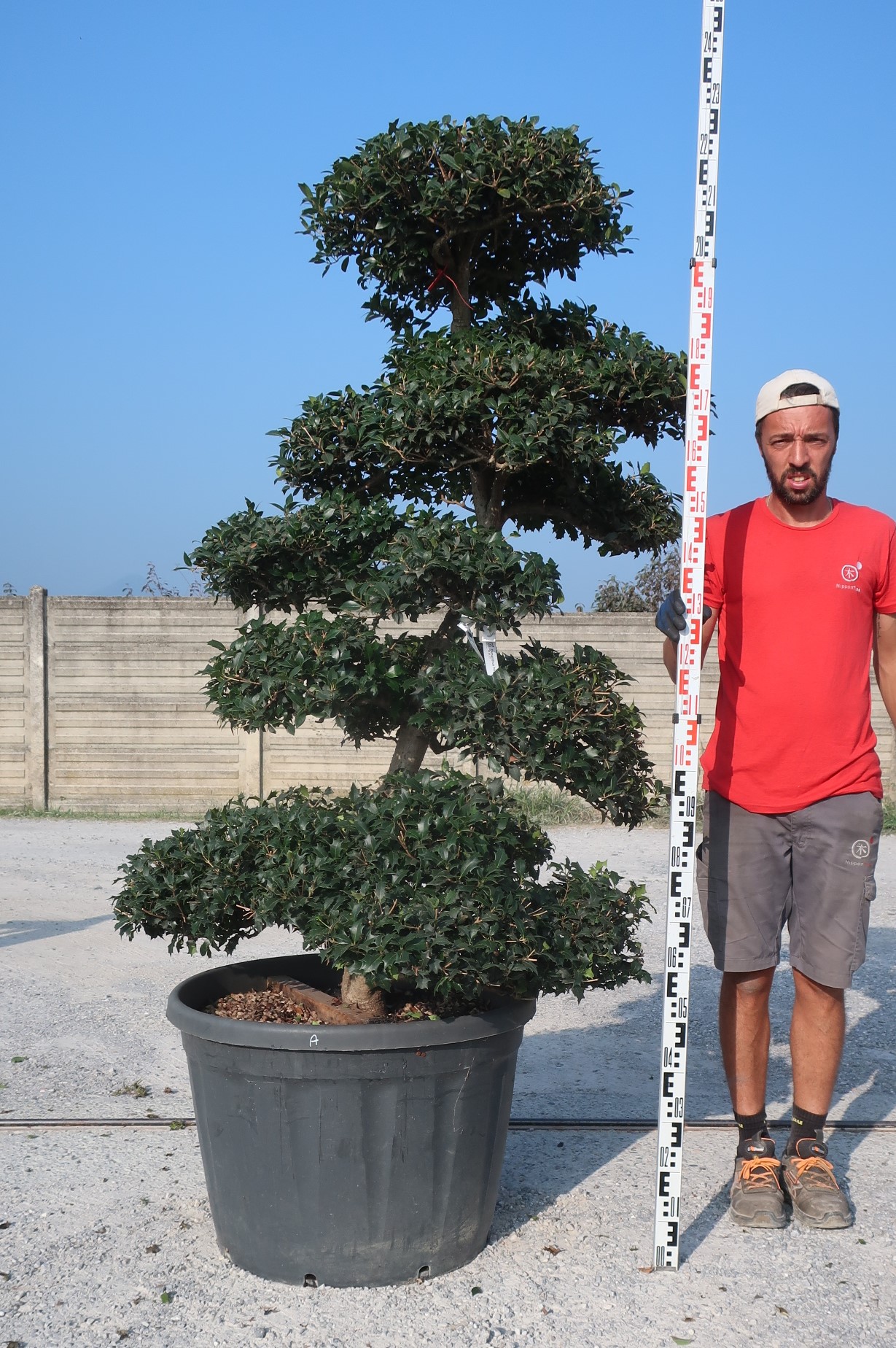 Other varieties - Nippon Tree