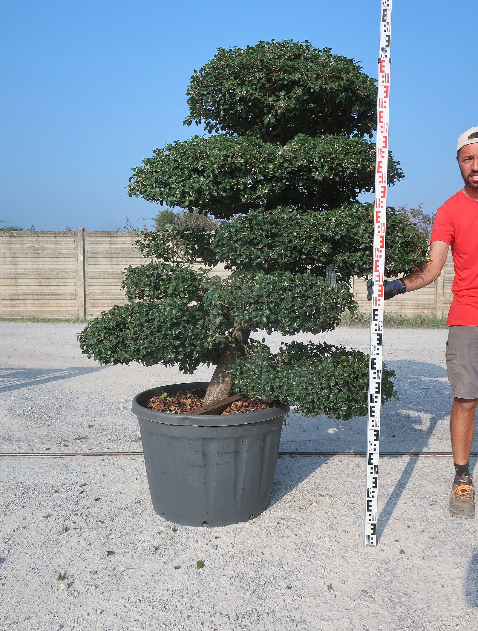 Other varieties - Nippon Tree